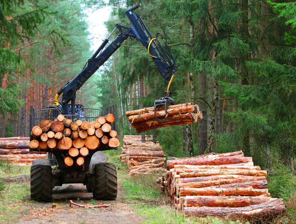 Forstwirtschaft - Timberman GbR - Forst & Garten